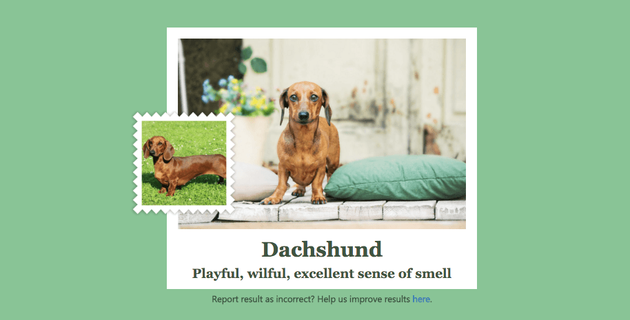 Microsoft now makes an app that identifies dog breeds!